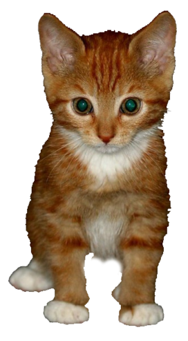 Dieren Katten Dieren Plaatje » Animaatjes.nl