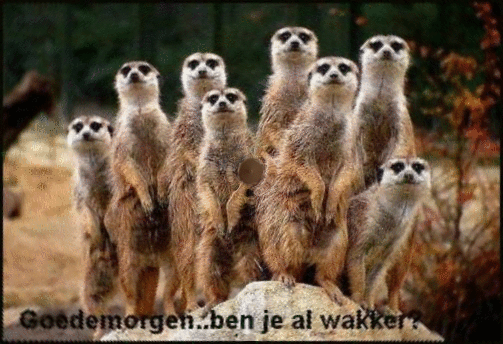 Goedemorgen Meme Grappig Maandag Gratis Geanimeerde GIF PicMix