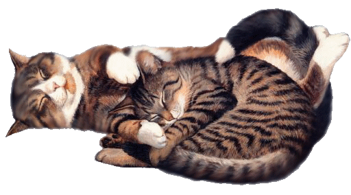 Katten Plaatje » Animaatjes.nl