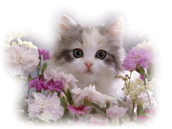 Katten Plaatje » Animaatjes.nl