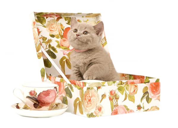 Katten Plaatje » Animaatjes.nl