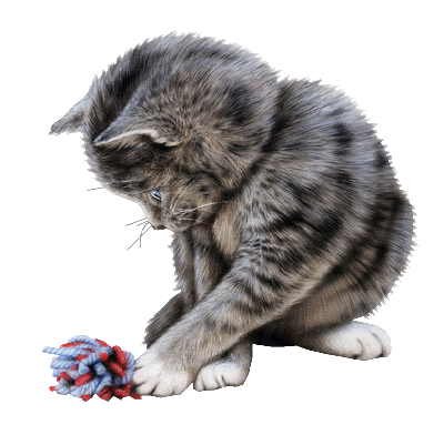 Katten Plaatje » Animaatjes.nl