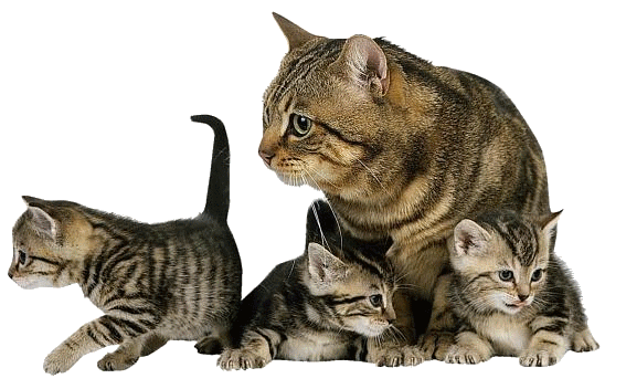 Katten Plaatje » Animaatjes.nl