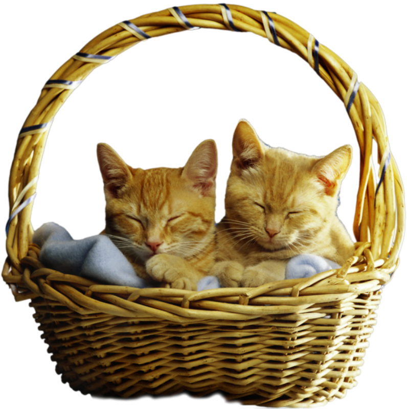 Katten Plaatje » Animaatjes.nl