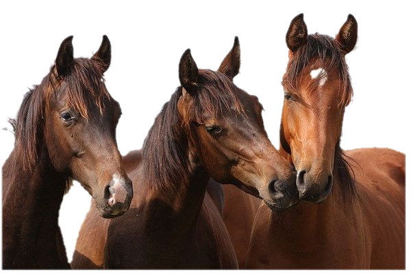 Paarden Plaatje » Animaatjes.nl