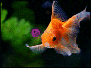 Vissen Plaatje » Animaatjes.nl