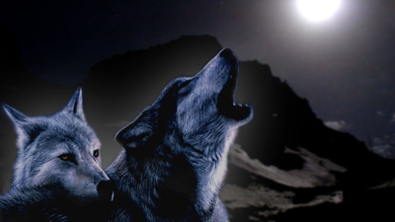 Wolven Plaatje » Animaatjes.nl