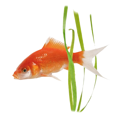 Vissen Plaatje Goudvissen » Animaatjes.nl